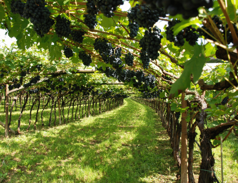 Vineyard | Mitchell Katz Winery