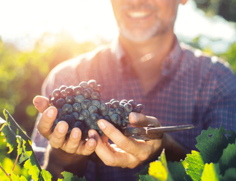 Vineyard | Mitchell Katz Winery
